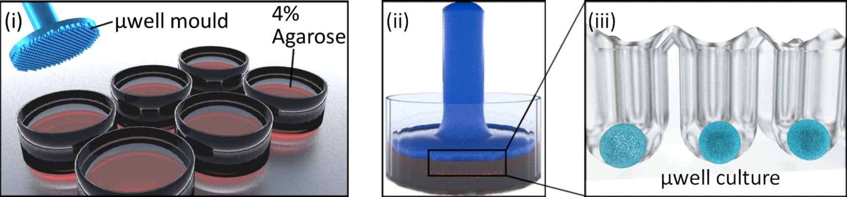 A microphysiological model of bone development and regeneration ...
