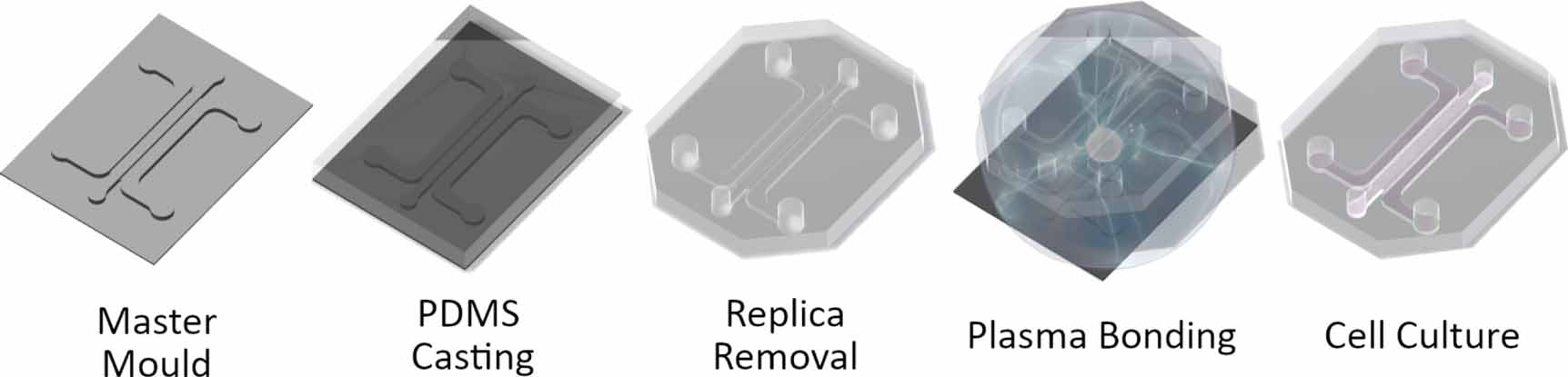 A microphysiological model of bone development and regeneration ...