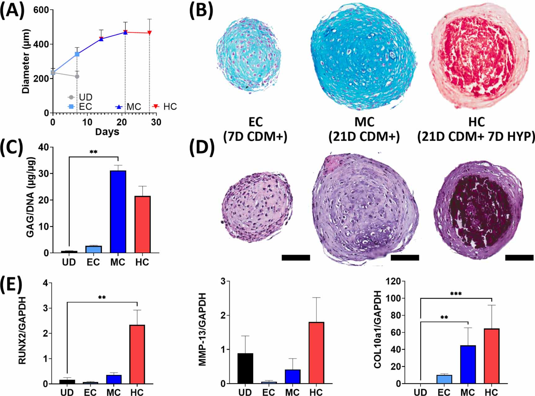 A microphysiological model of bone development and regeneration ...