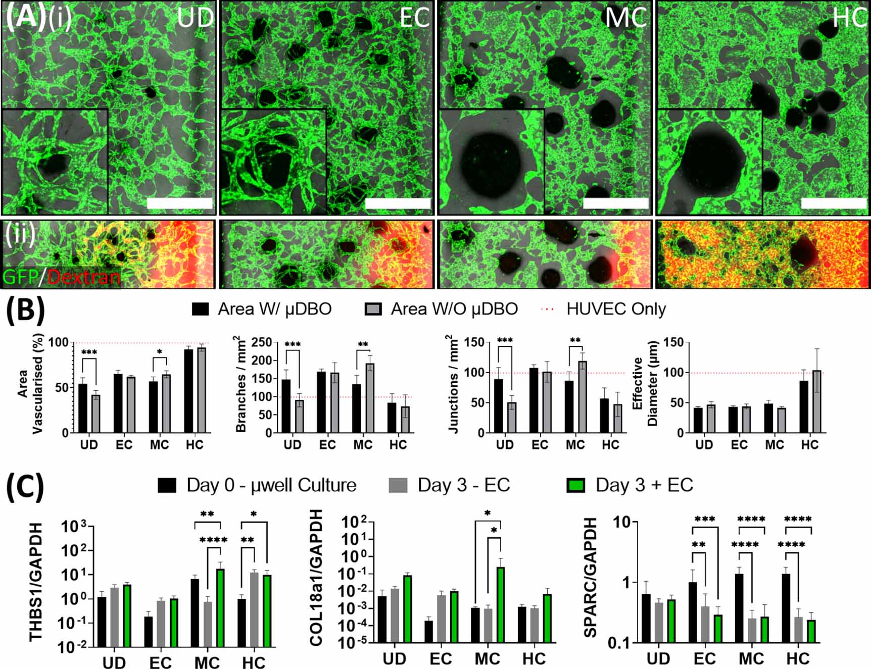 A microphysiological model of bone development and regeneration ...