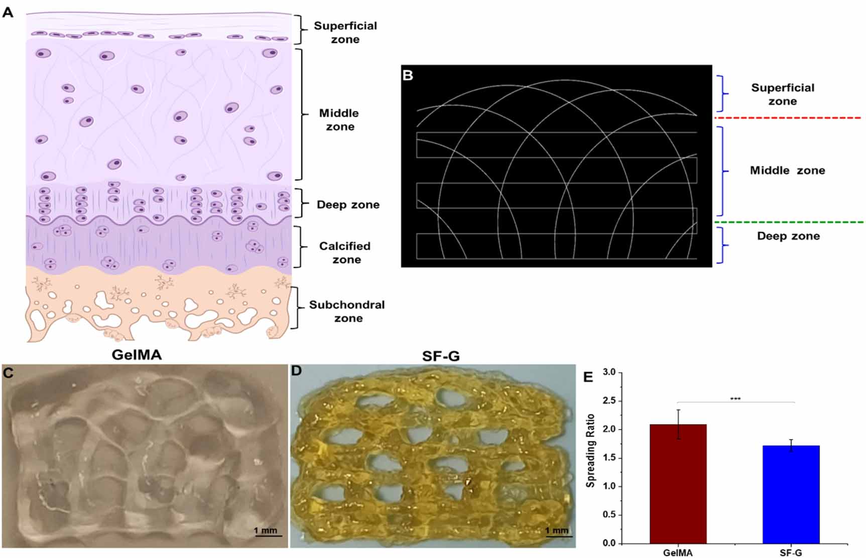 Development of a biomimetic arch-like 3D bioprinted construct for ...