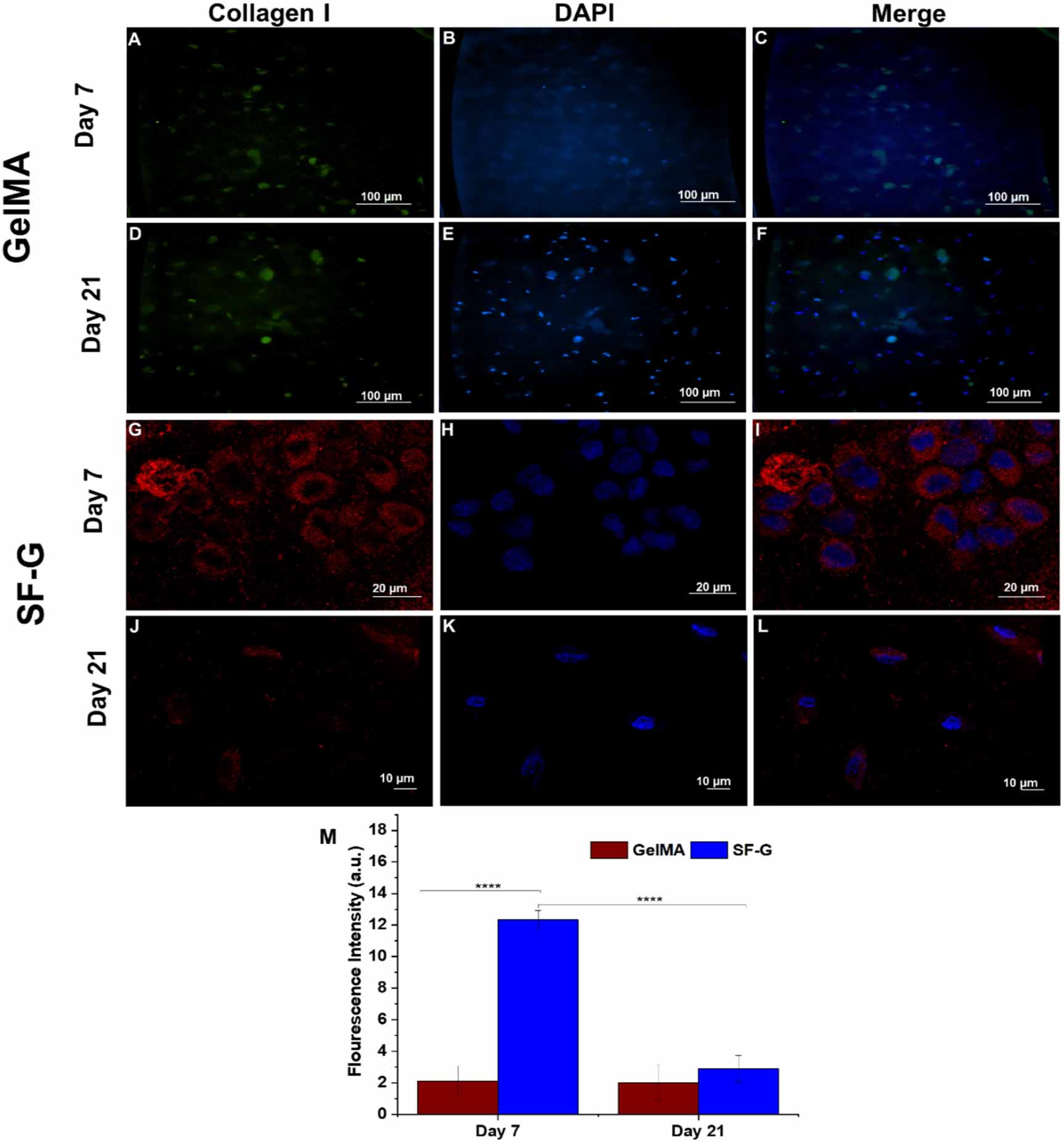 Development of a biomimetic arch-like 3D bioprinted construct for ...