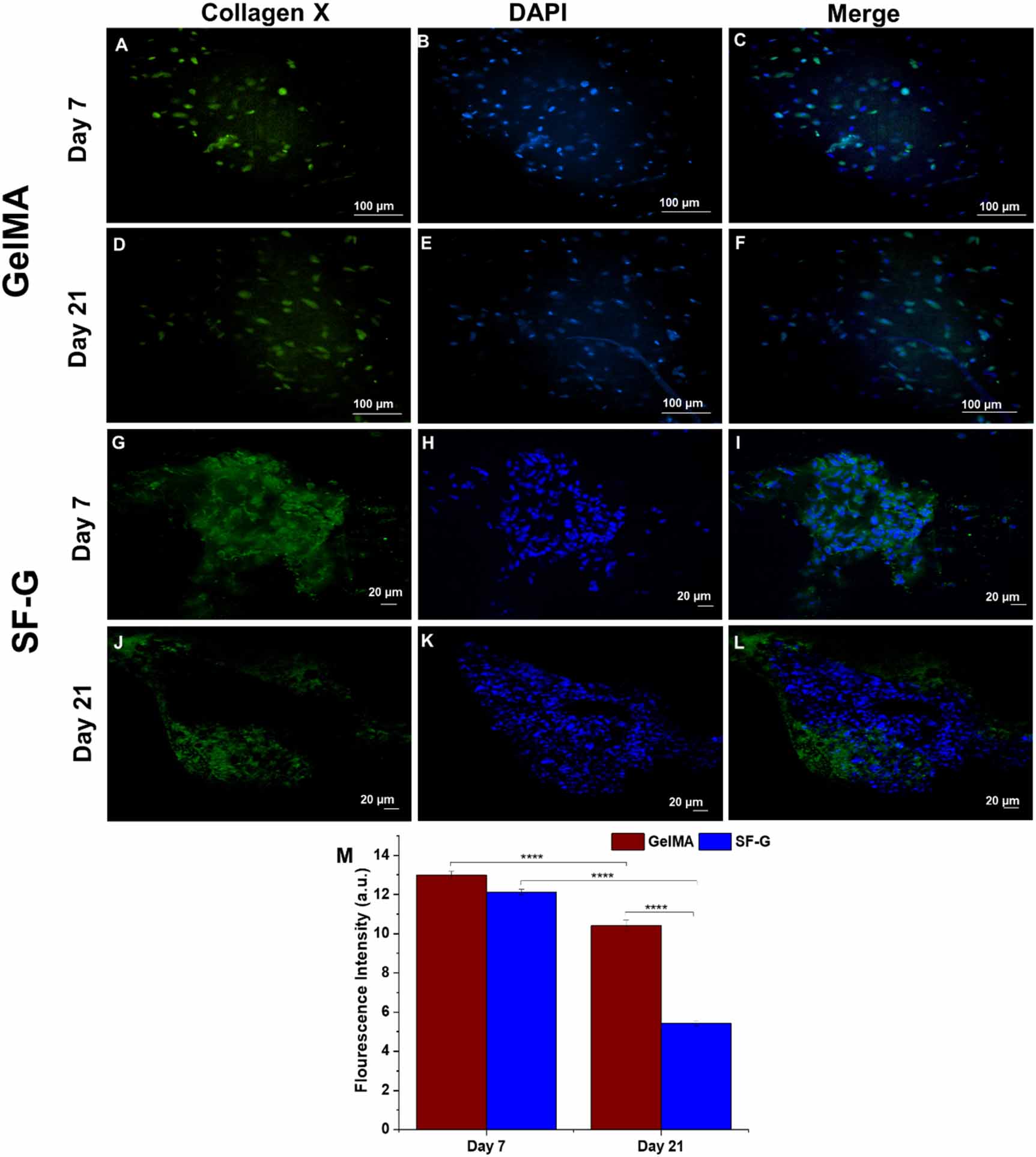 Development of a biomimetic arch-like 3D bioprinted construct for ...