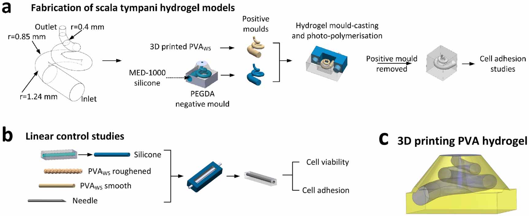 Growing human-scale scala tympani-like in vitro cell constructs ...
