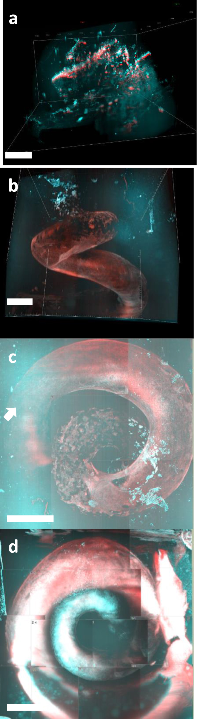 Growing human-scale scala tympani-like in vitro cell constructs ...