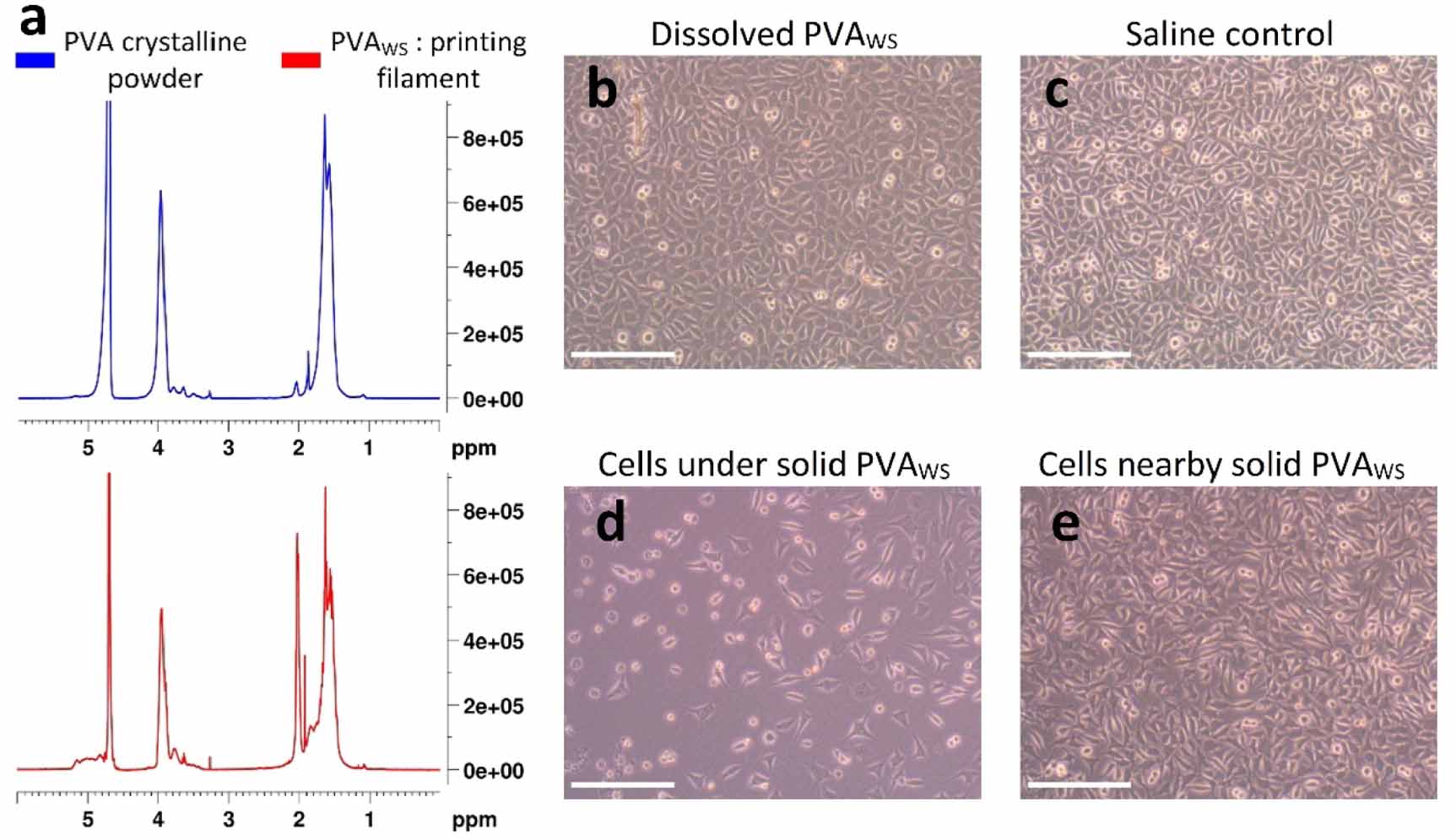 Growing human-scale scala tympani-like in vitro cell constructs ...