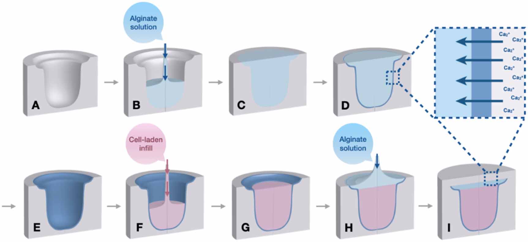 Shape-defining alginate shells as semi-permeable culture chambers for ...