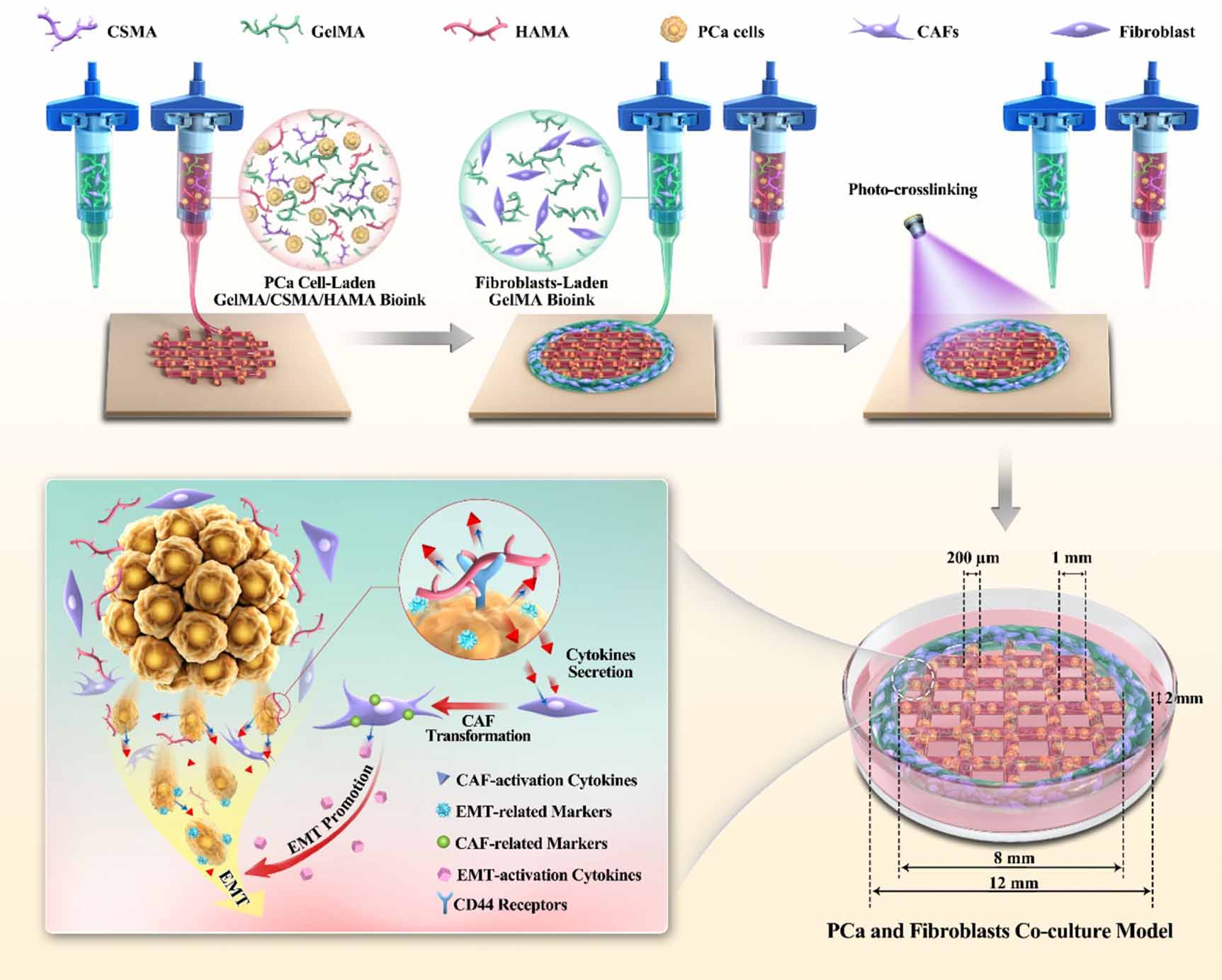 3D bioprinting of multi-cellular tumor microenvironment for prostate ...