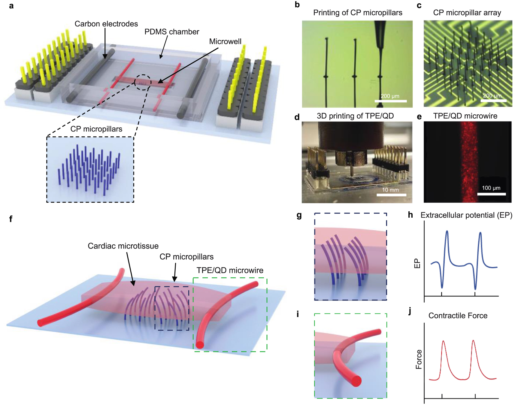 Flexible 3D printed microwires and 3D microelectrodes for heart-on-a ...
