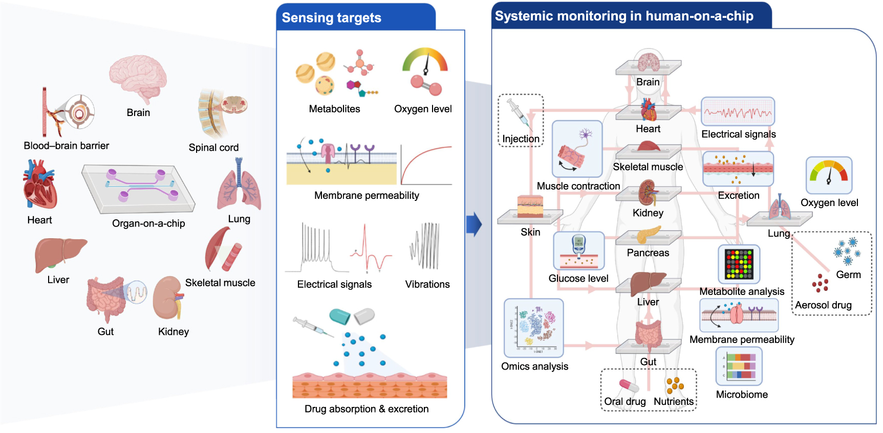 In situ biosensing technologies for an organ-on-a-chip - IOPscience