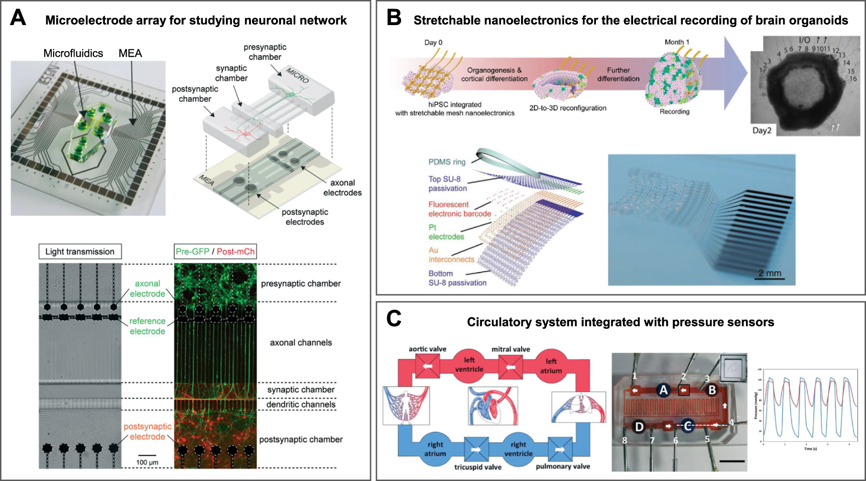 In situ biosensing technologies for an organ-on-a-chip - IOPscience