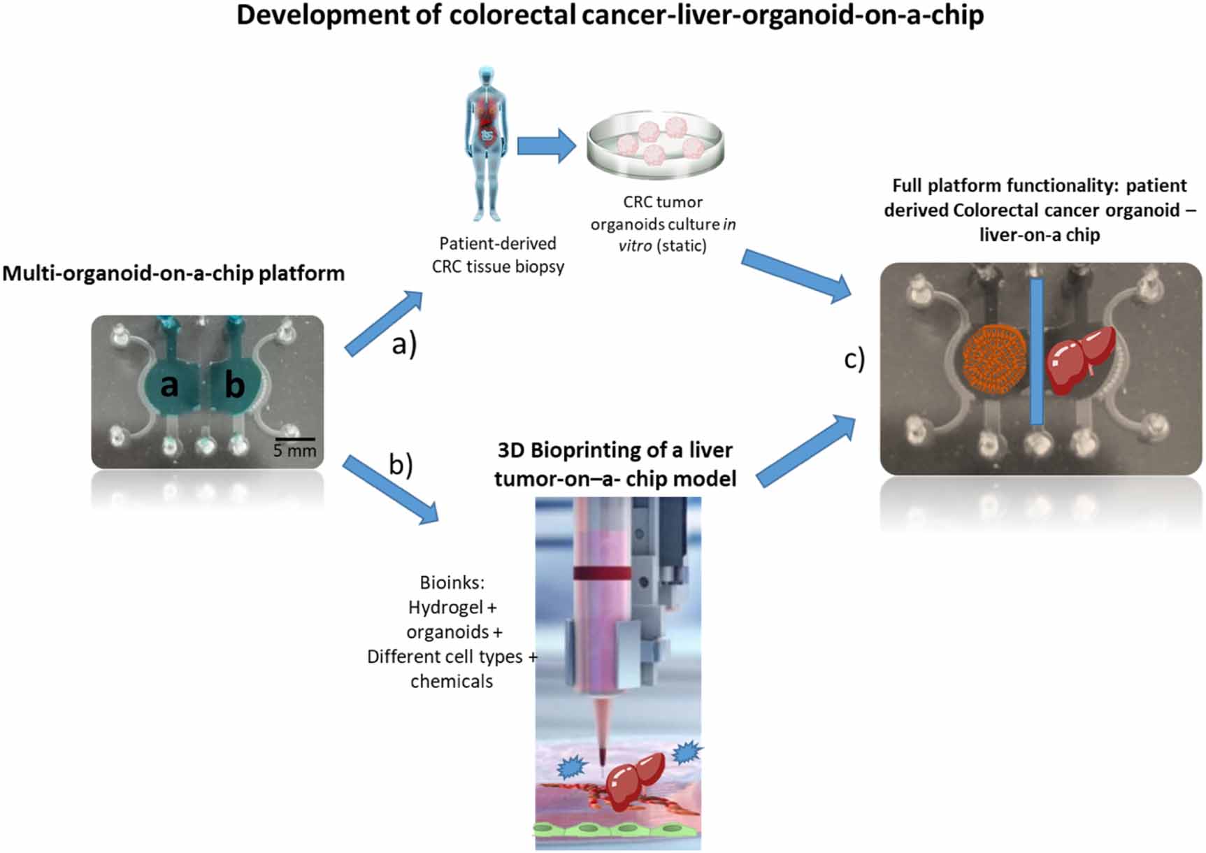 Gastrointestinal organs and organoids-on-a-chip: advances and ...