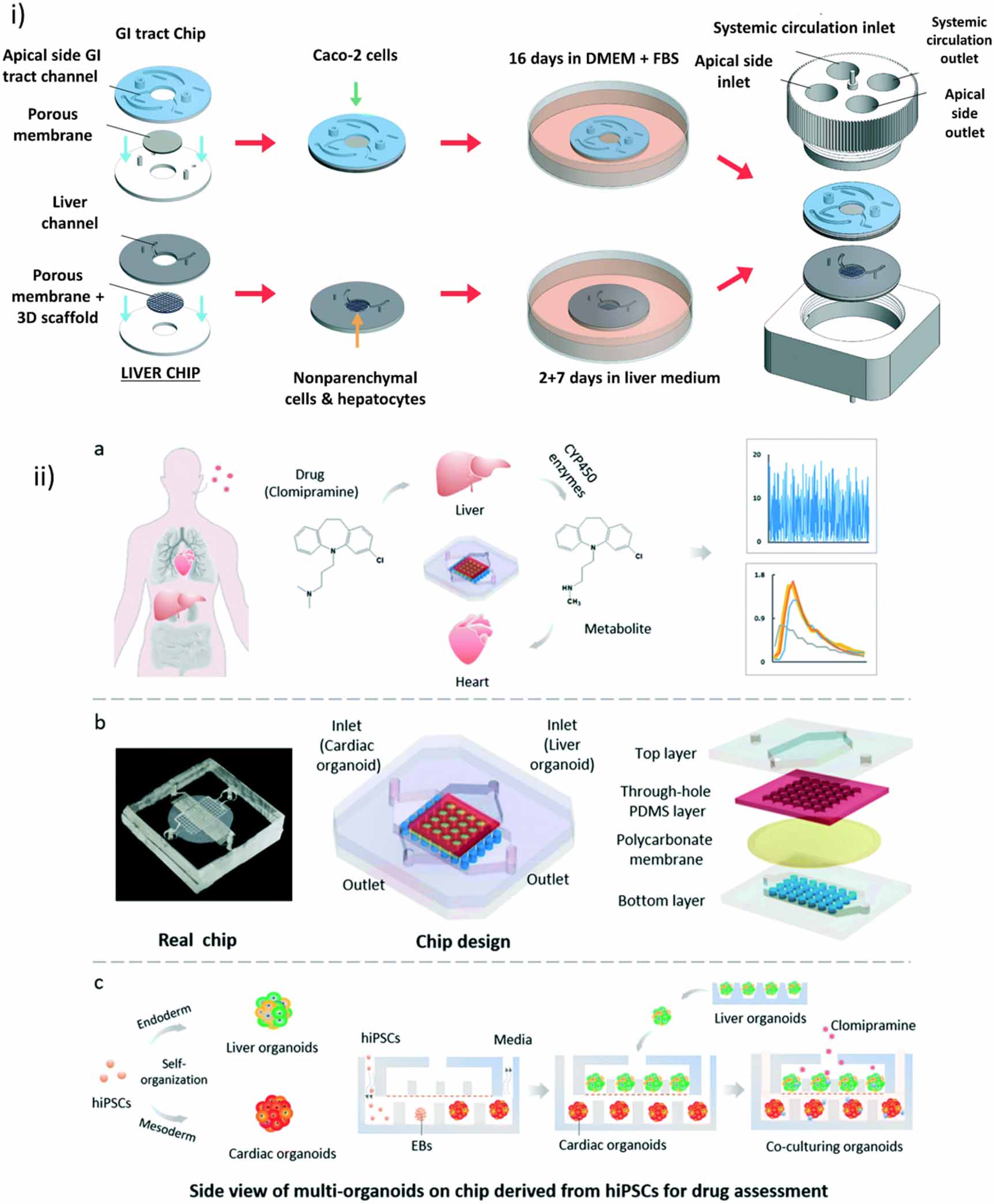 Gastrointestinal organs and organoids-on-a-chip: advances and ...