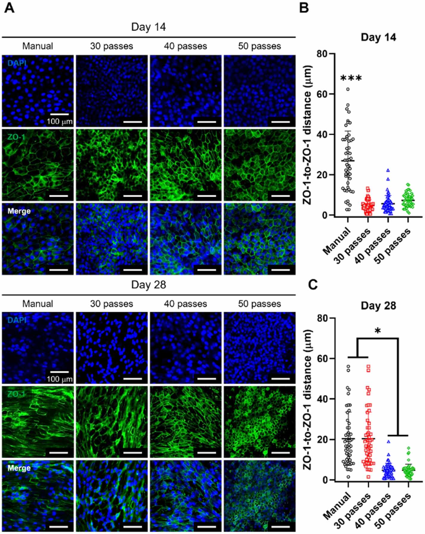 High-throughput bioprinting of the nasal epithelium using patient ...
