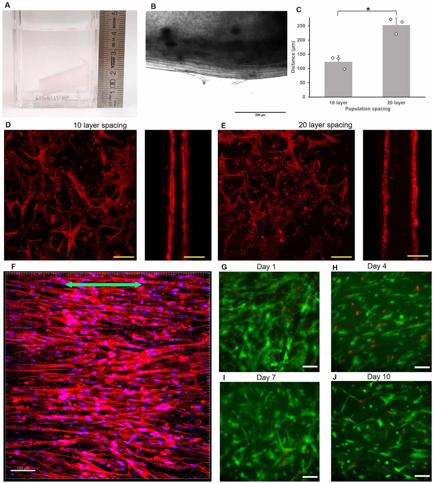 Stratified tissue biofabrication by rotational internal flow layer engineering - IOPscience