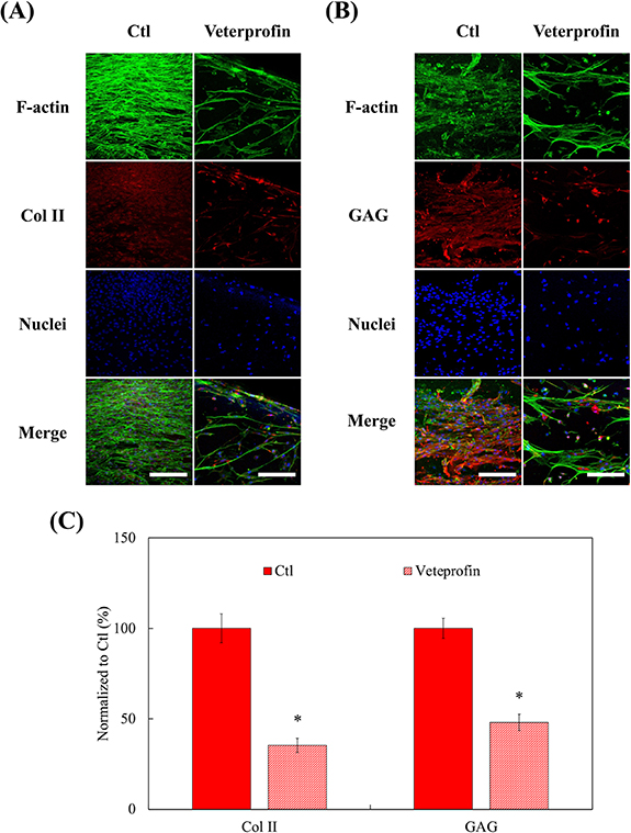3D-biofabricated chondrocyte-laden decellularized extracellular matrix ...