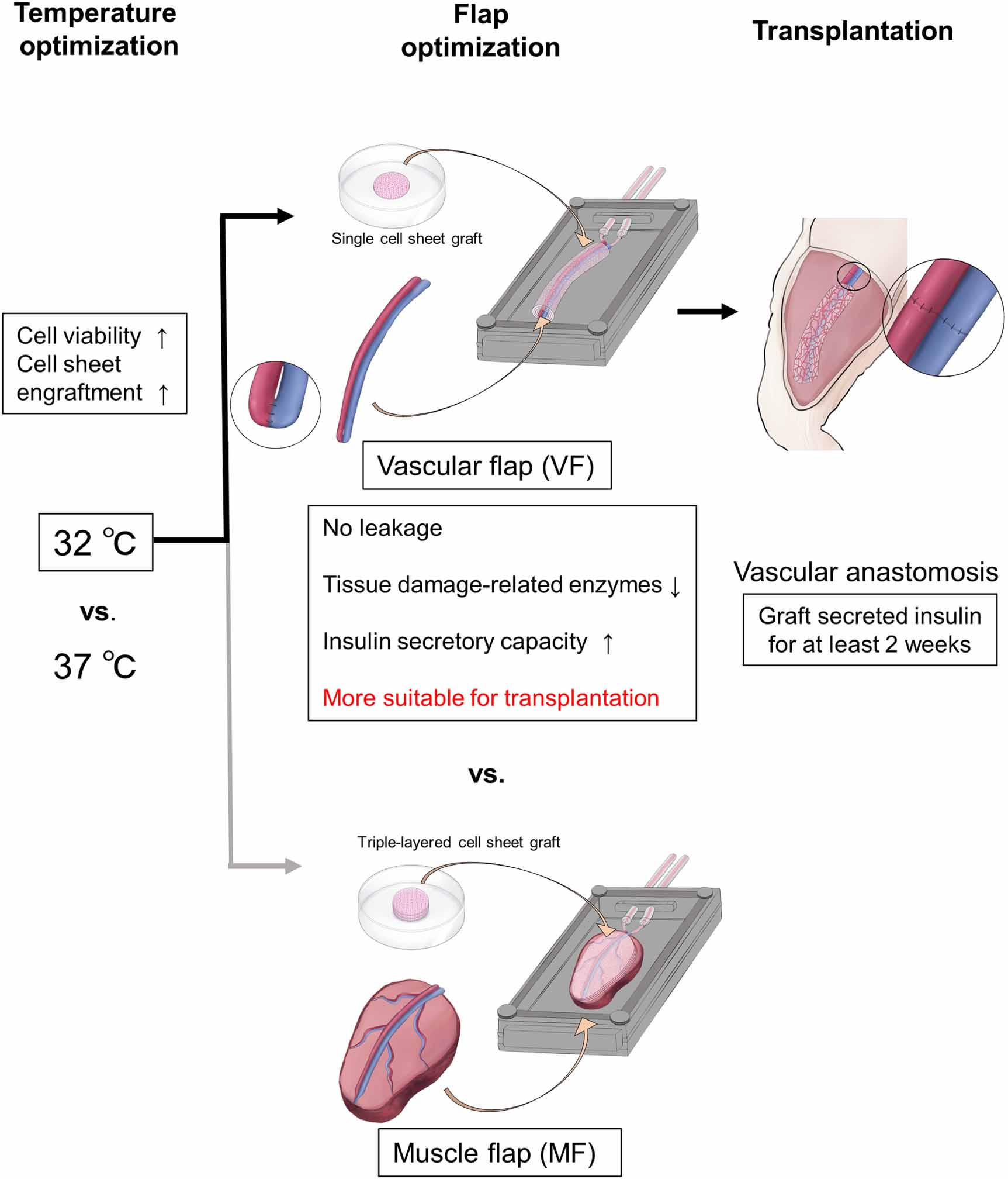 The bioengineering of perfusable endocrine tissue with anastomosable ...