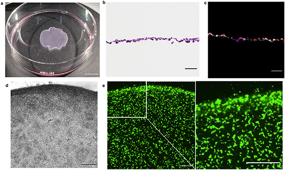 The bioengineering of perfusable endocrine tissue with anastomosable ...