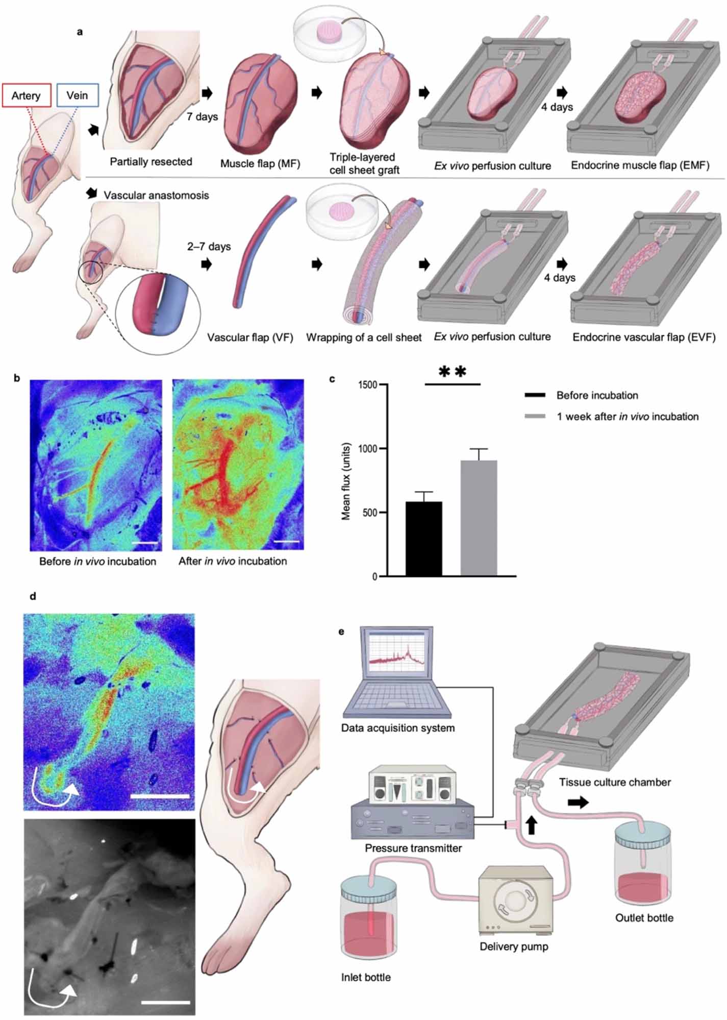 The bioengineering of perfusable endocrine tissue with anastomosable ...