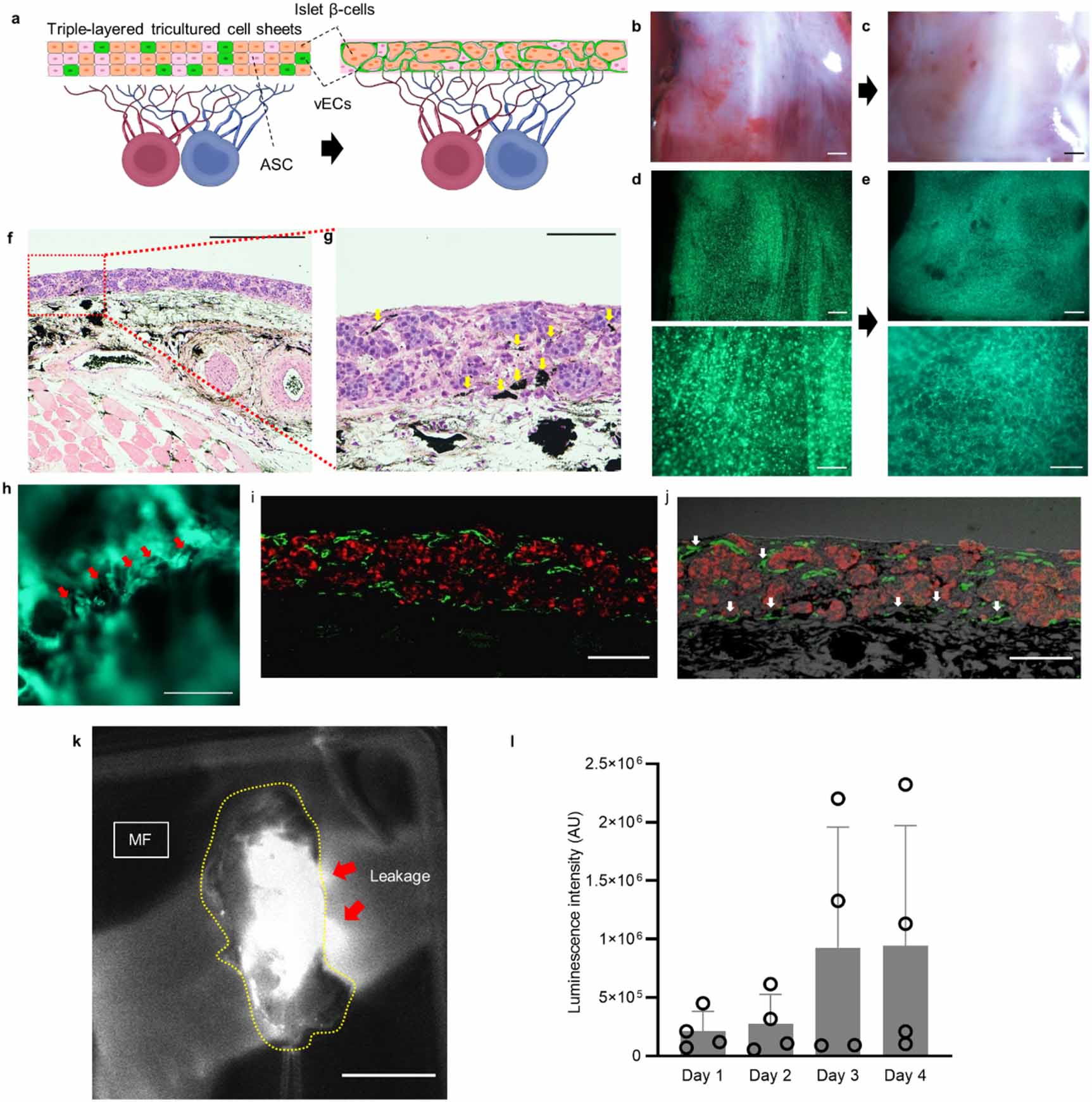 The bioengineering of perfusable endocrine tissue with anastomosable ...