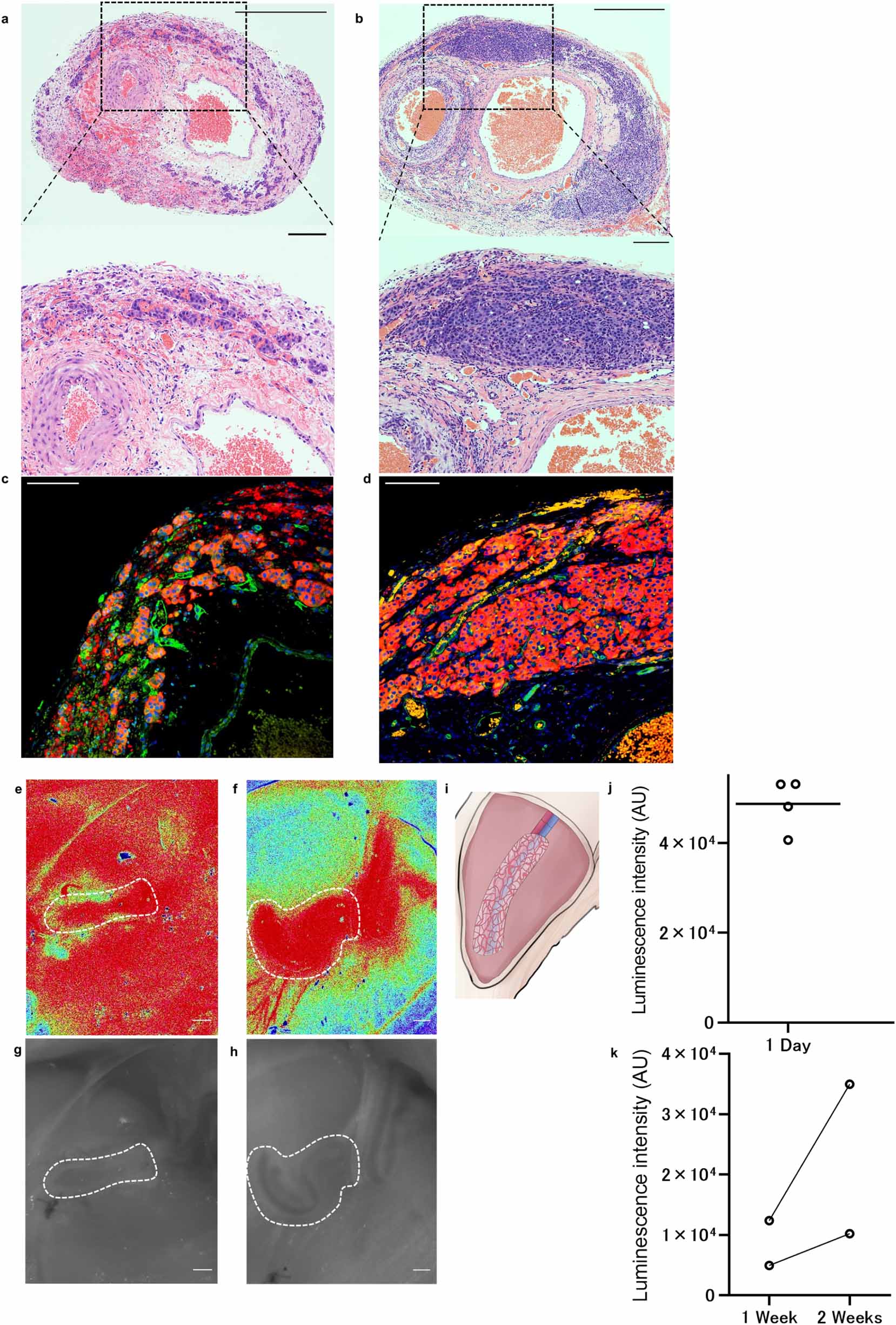 The bioengineering of perfusable endocrine tissue with anastomosable ...