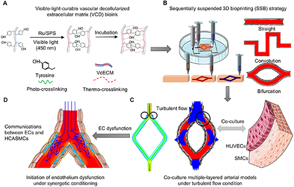 Sequentially suspended 3D bioprinting of multiple-layered vascular models with tunable ...