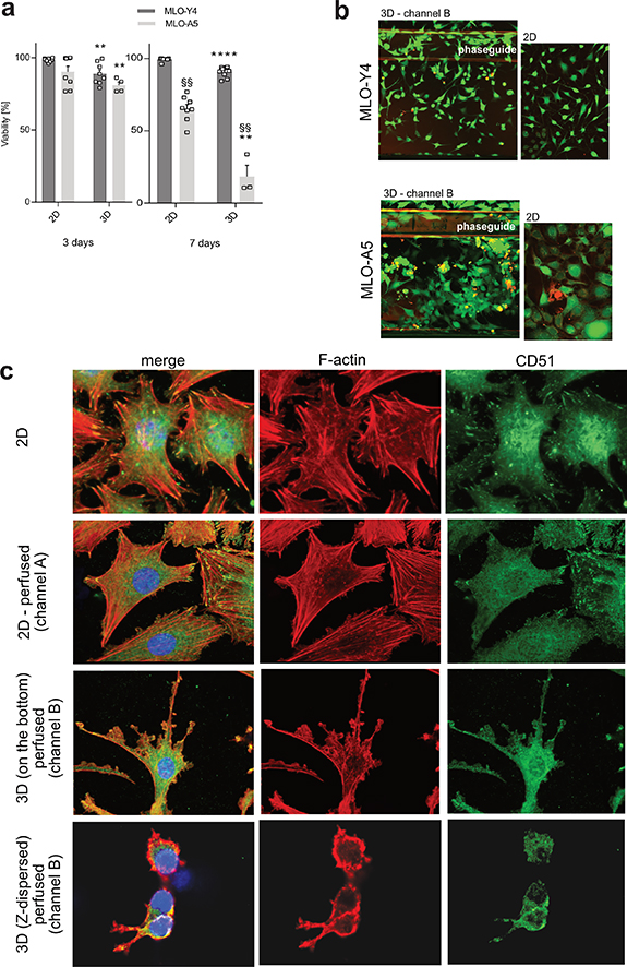 Bone on-a-chip: a 3D dendritic network in a screening platform for ...