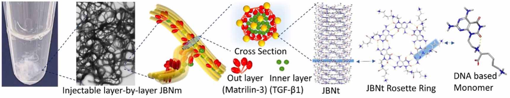Translational biomaterials of four-dimensional bioprinting for tissue ...