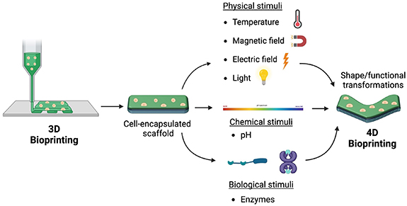 Translational biomaterials of four-dimensional bioprinting for tissue ...