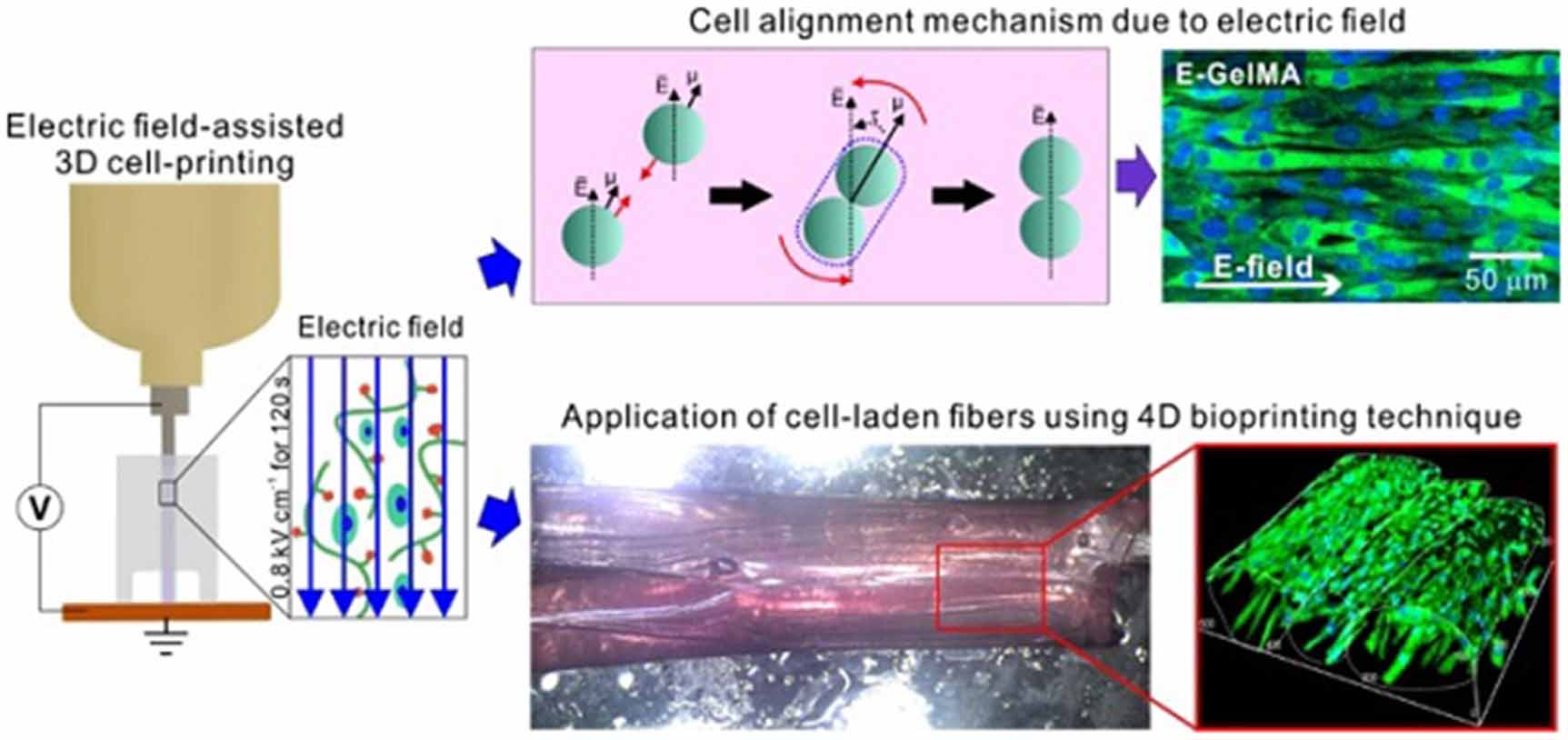 Translational biomaterials of four-dimensional bioprinting for tissue ...