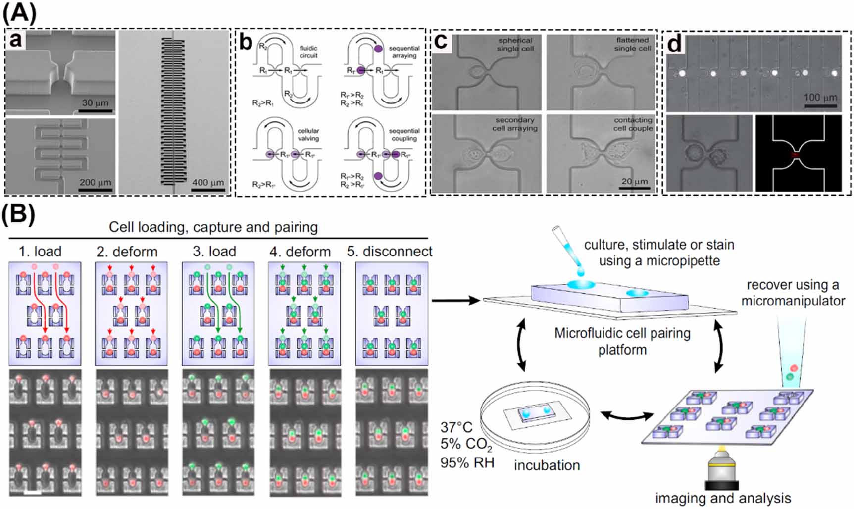 Microfluidic-based platforms for cell-to-cell communication studies ...