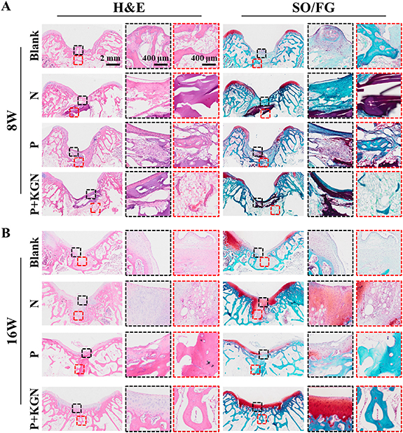 3D-printed biomimetic scaffolds with precisely controlled and tunable ...