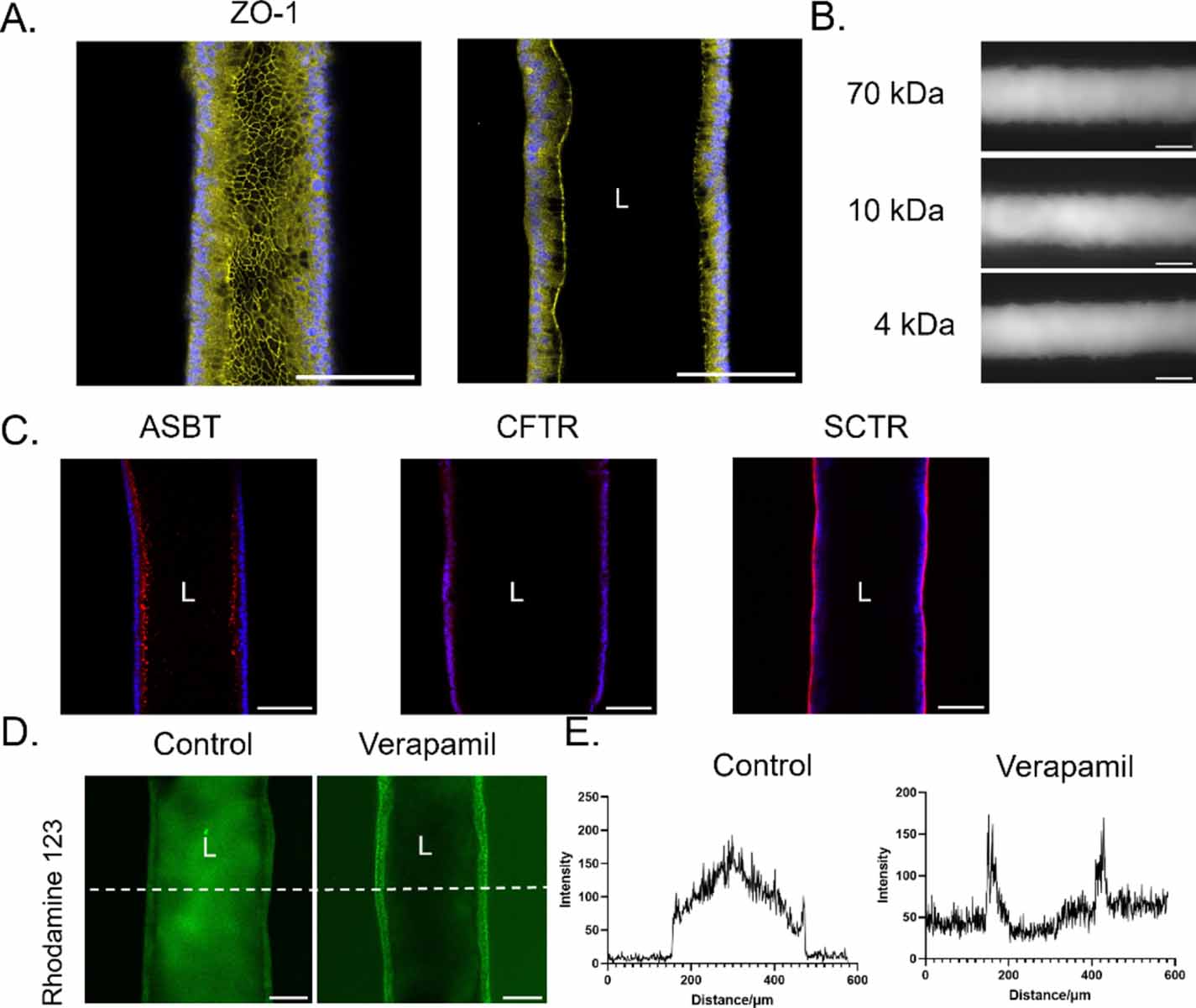 Human vascularized bile duct-on-a chip: a multi-cellular micro ...