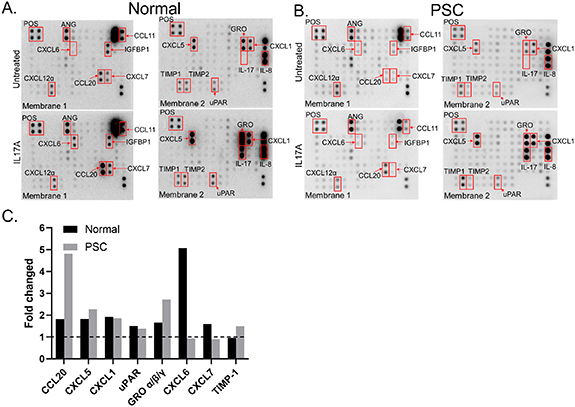 Human vascularized bile duct-on-a chip: a multi-cellular micro ...