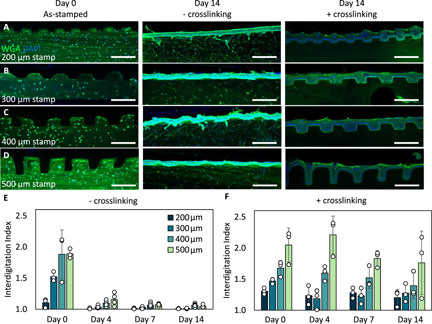 Biomimetic human skin model patterned with rete ridges - IOPscience