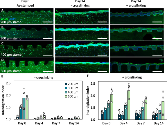 Biomimetic human skin model patterned with rete ridges - IOPscience