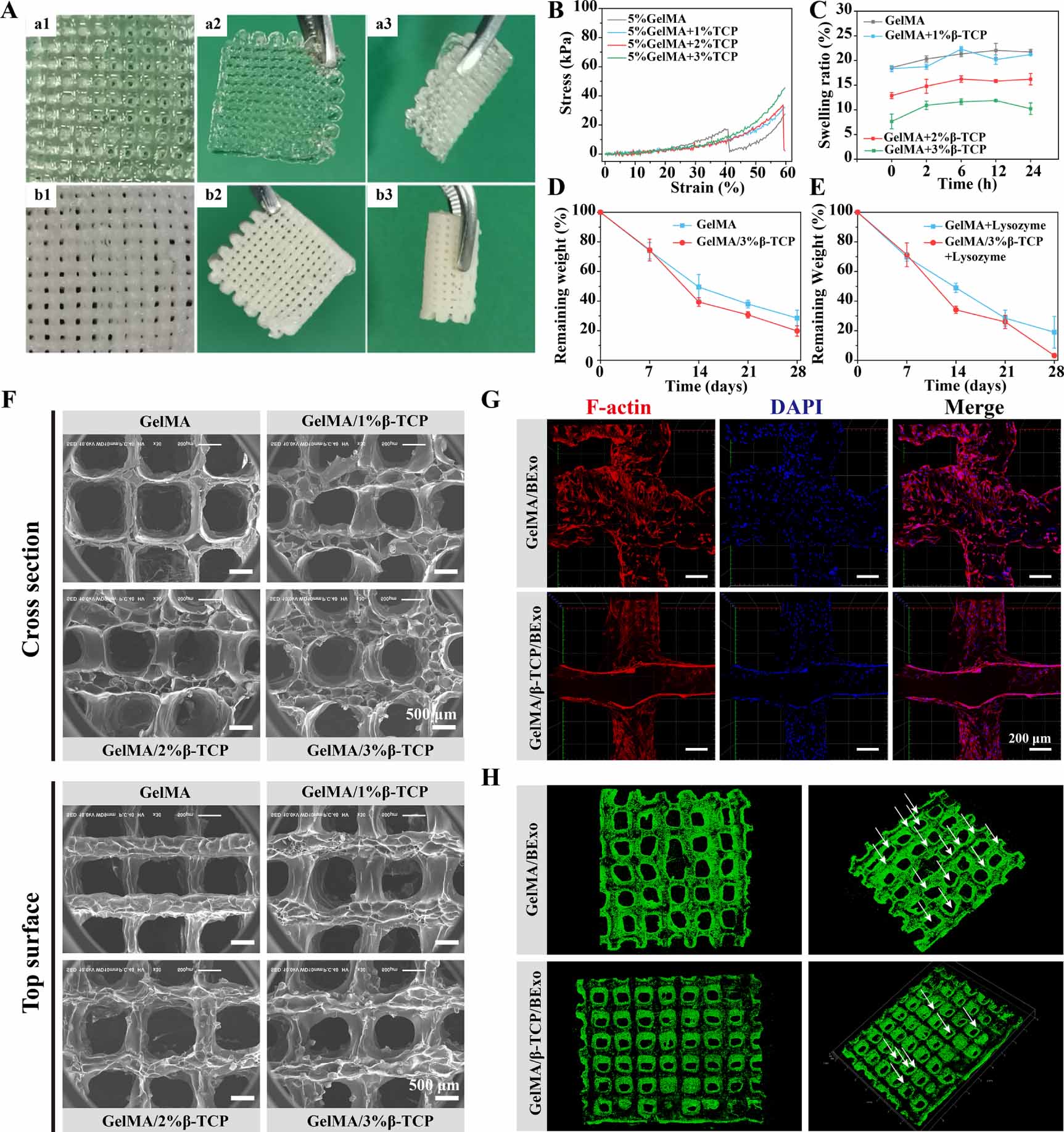 Novel 3D-printing bilayer GelMA-based hydrogel containing BP, β-TCP and ...