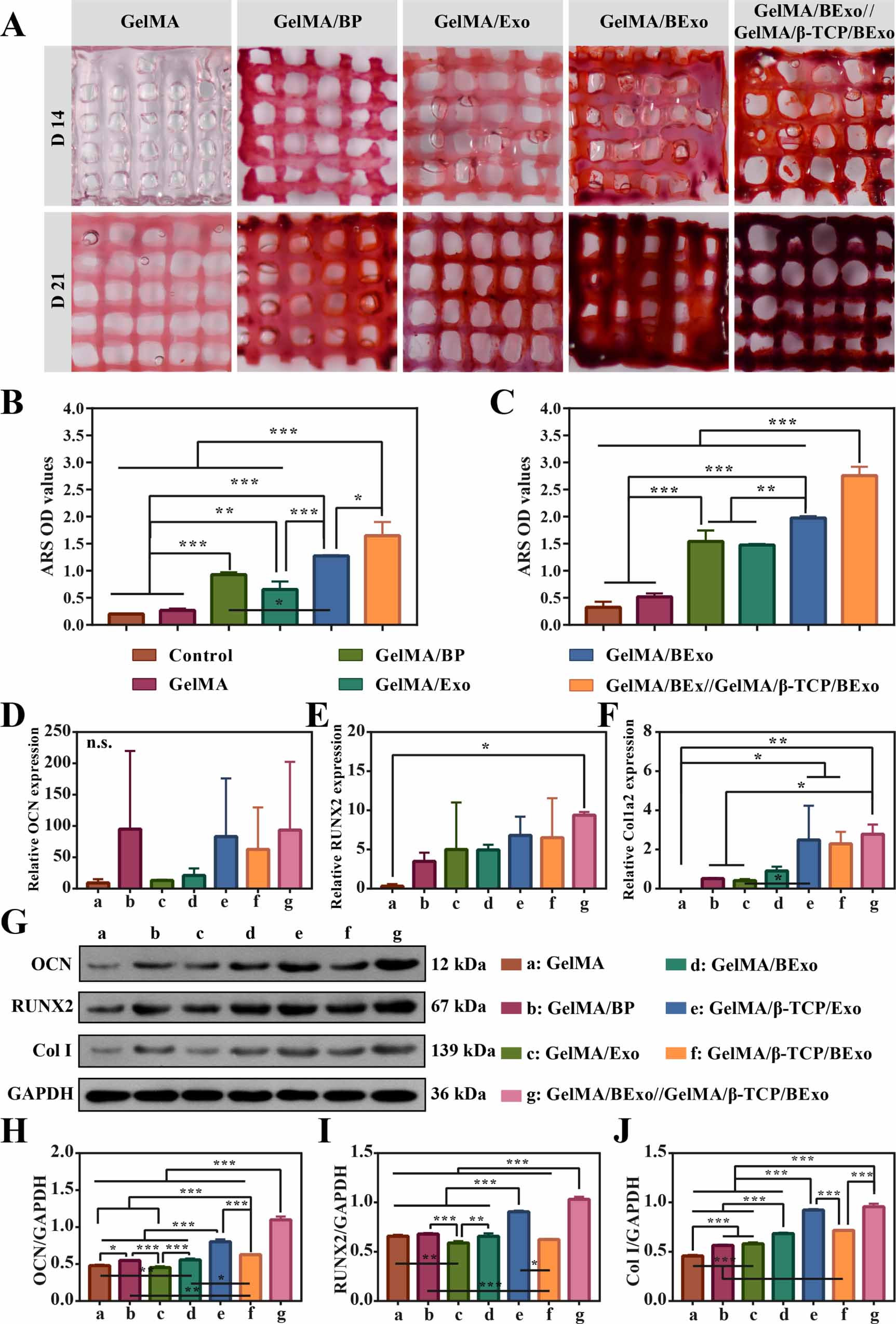 Novel 3D-printing bilayer GelMA-based hydrogel containing BP, β-TCP and ...