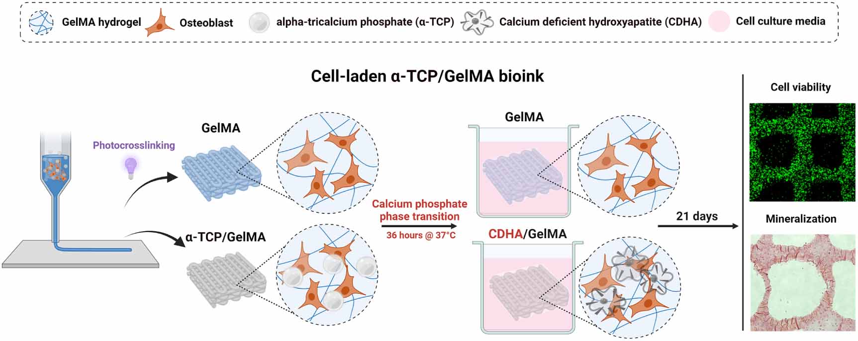 Enhancement of properties of a cell-laden GelMA hydrogel-based bioink ...