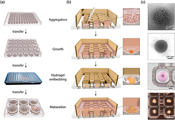 Modular 3D printed platform for fluidically connected human brain ...