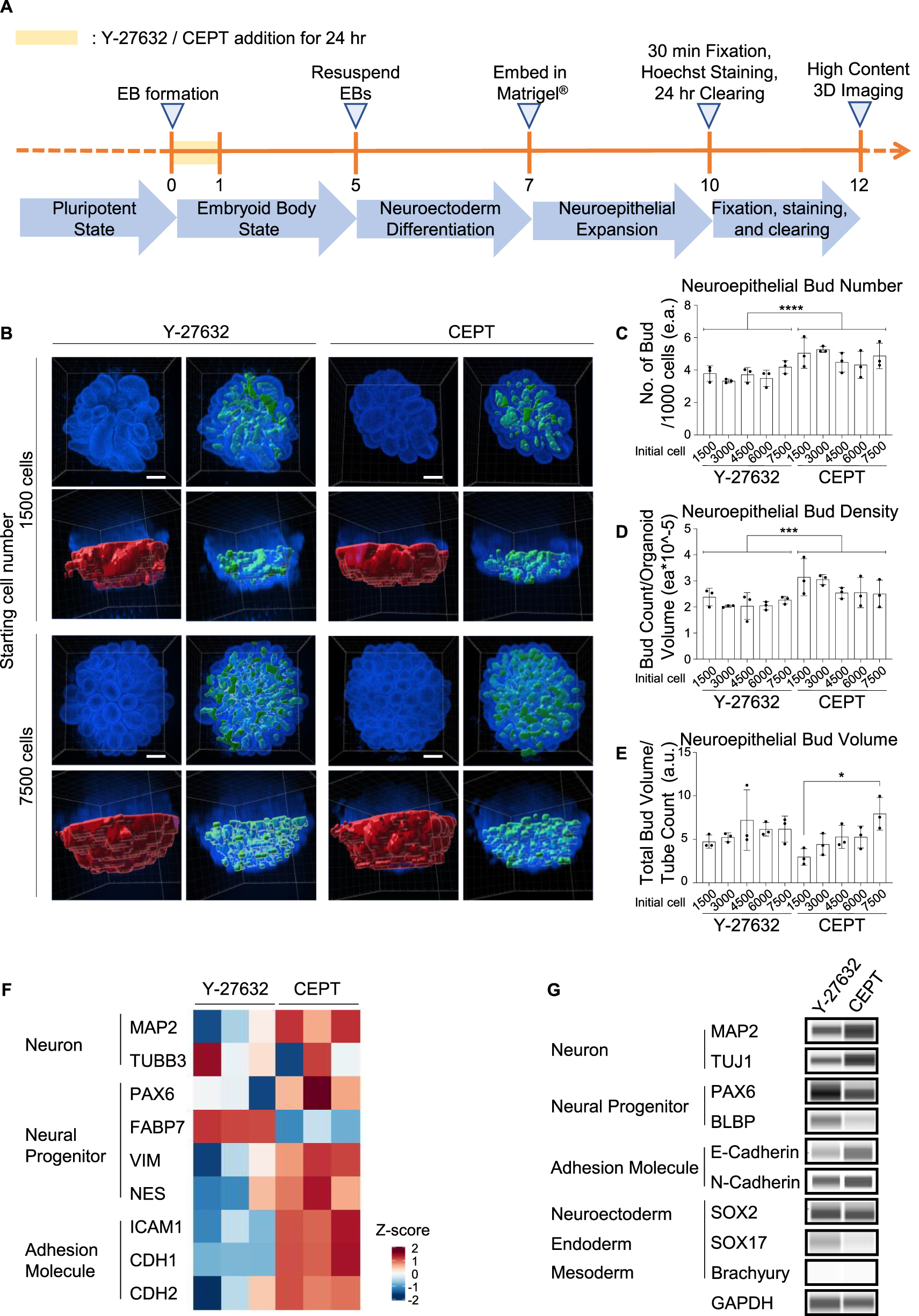 Stress-free cell aggregation by using the CEPT cocktail enhances ...