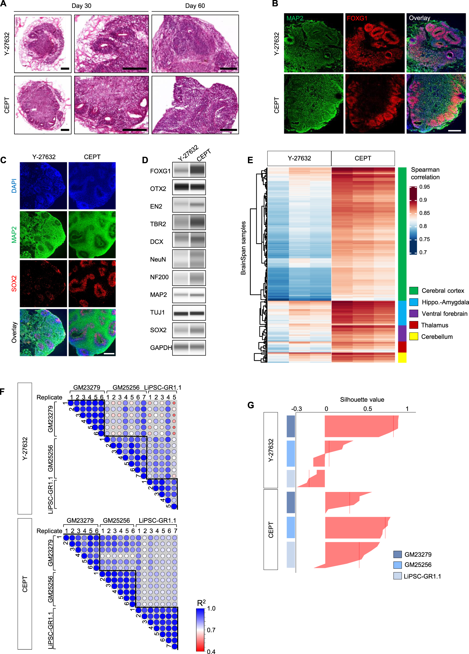 Stress-free cell aggregation by using the CEPT cocktail enhances ...