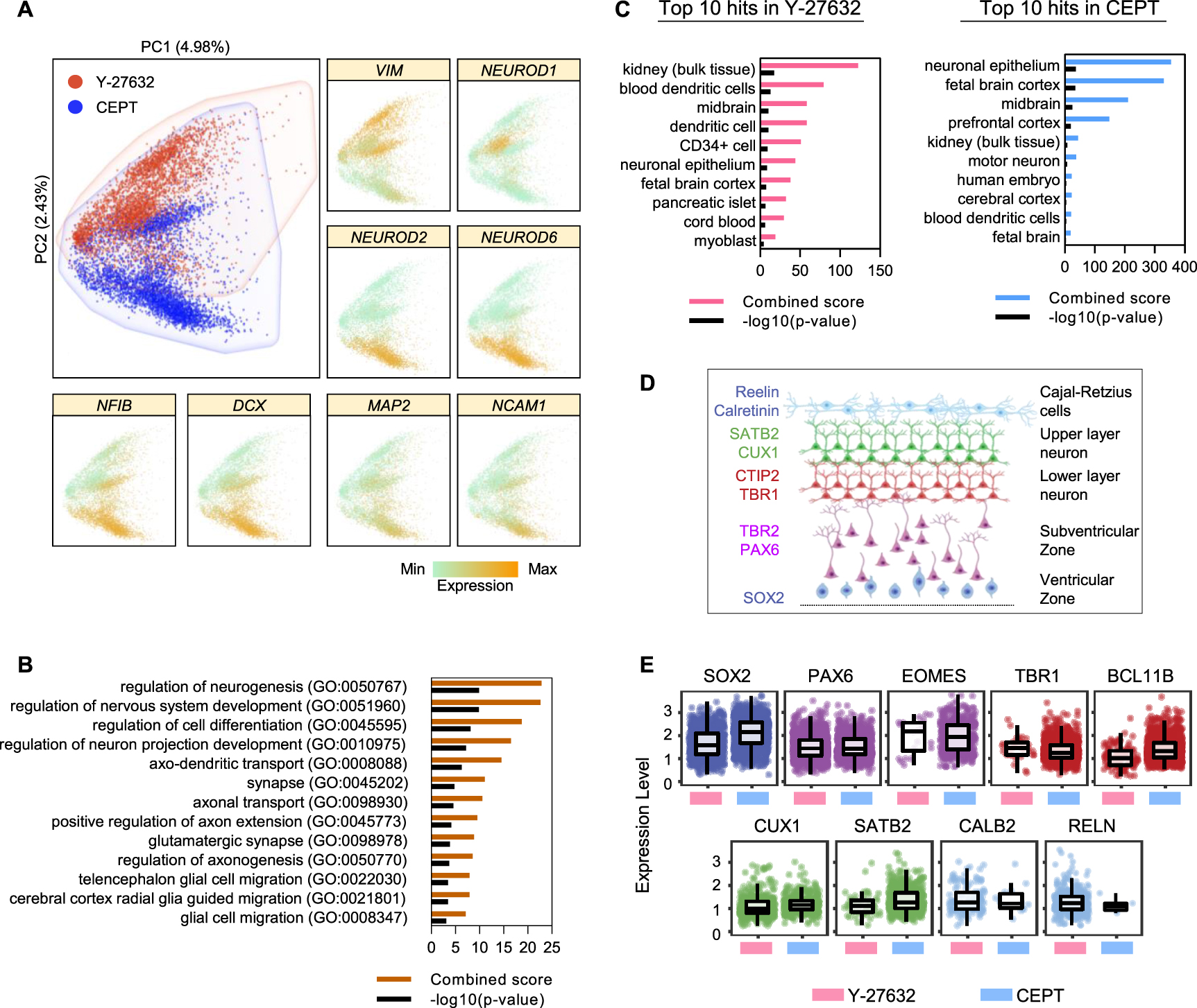 Stress-free cell aggregation by using the CEPT cocktail enhances ...