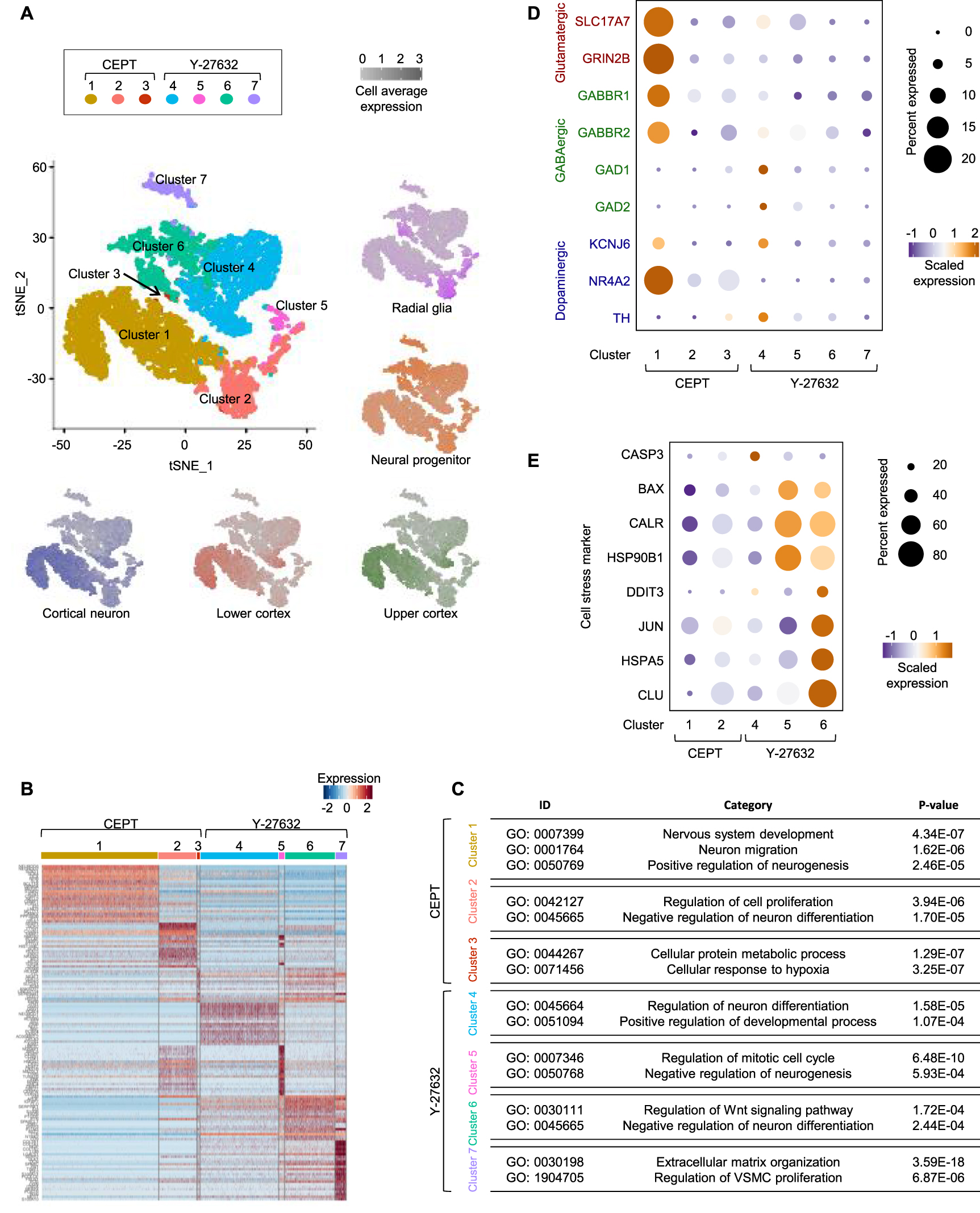 Stress-free cell aggregation by using the CEPT cocktail enhances ...