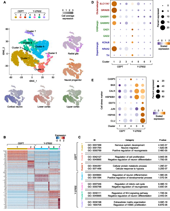 Stress-free cell aggregation by using the CEPT cocktail enhances ...