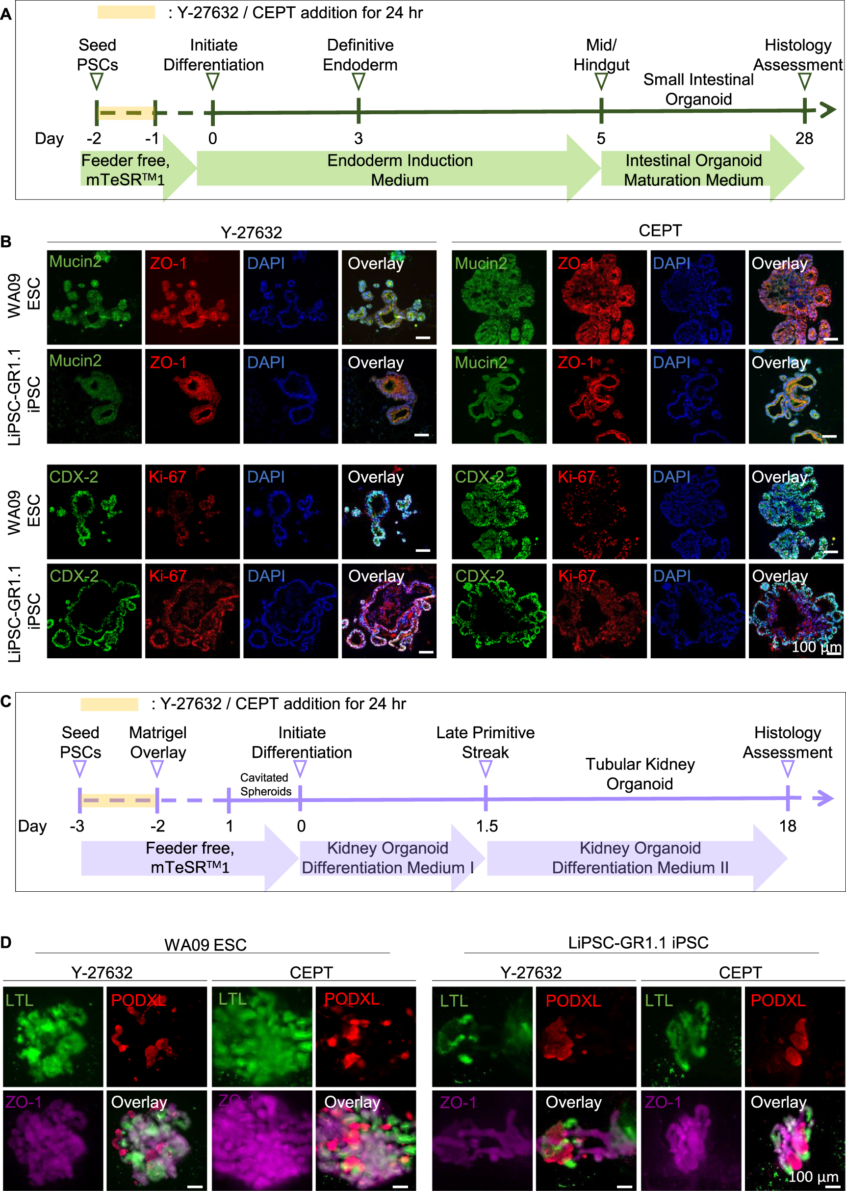 Stress-free cell aggregation by using the CEPT cocktail enhances ...