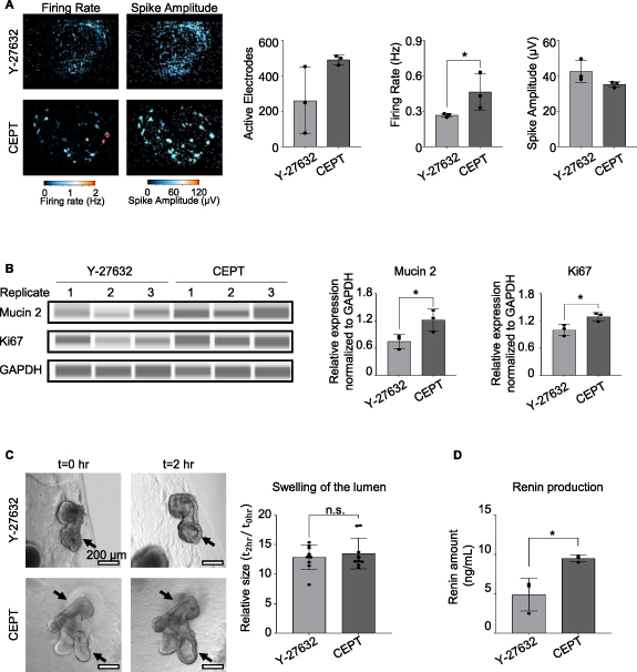 Stress-free cell aggregation by using the CEPT cocktail enhances ...