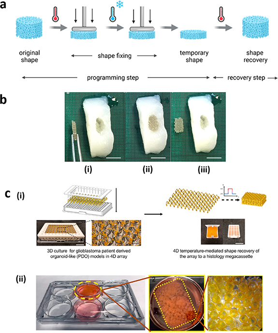 4D printed shape-shifting biomaterials for tissue engineering and ...