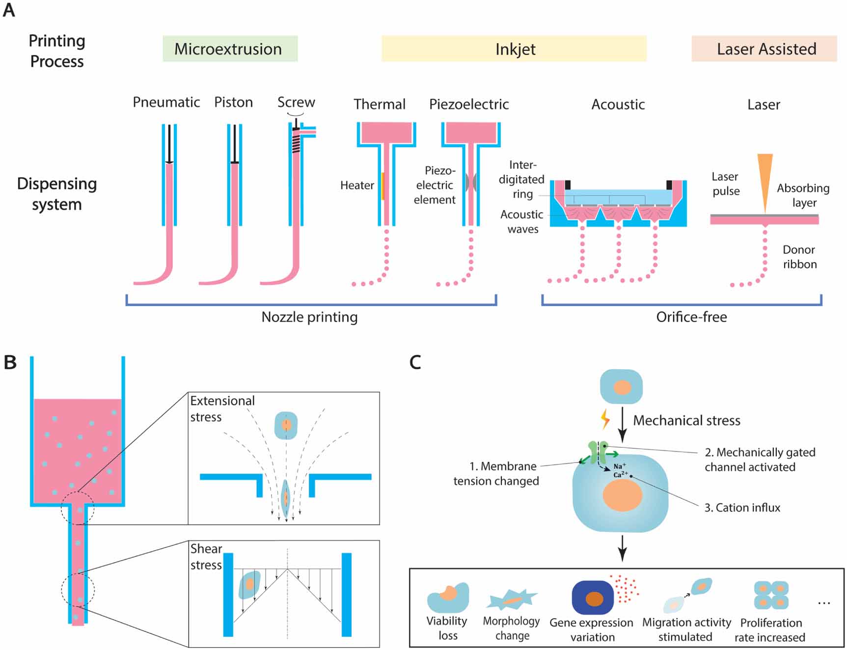 Hydrodynamic shear stress’ impact on mammalian cell properties and its ...