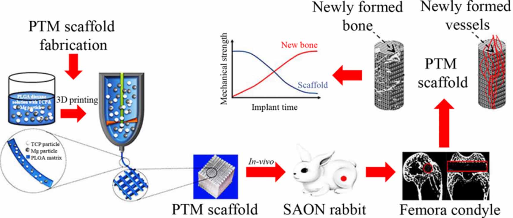 Application of additively manufactured bone scaffold: a systematic ...